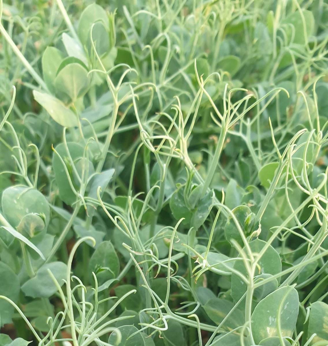 Pea Tendrils – Thymebank